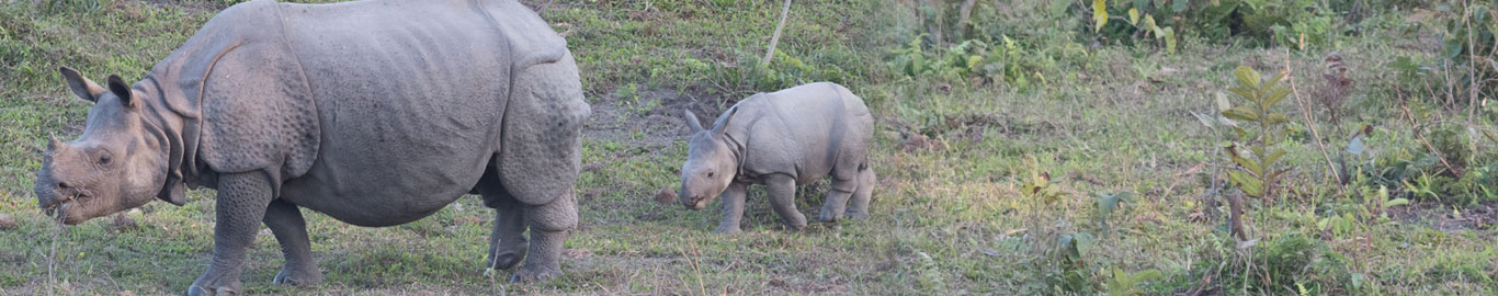 Best Things to do in Manas National Park