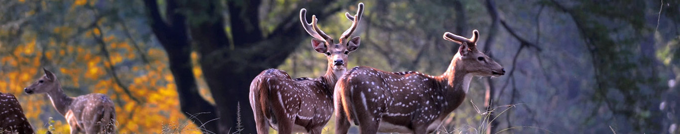 Jim Corbett National Park Flora and Fauna - Check the Categories!